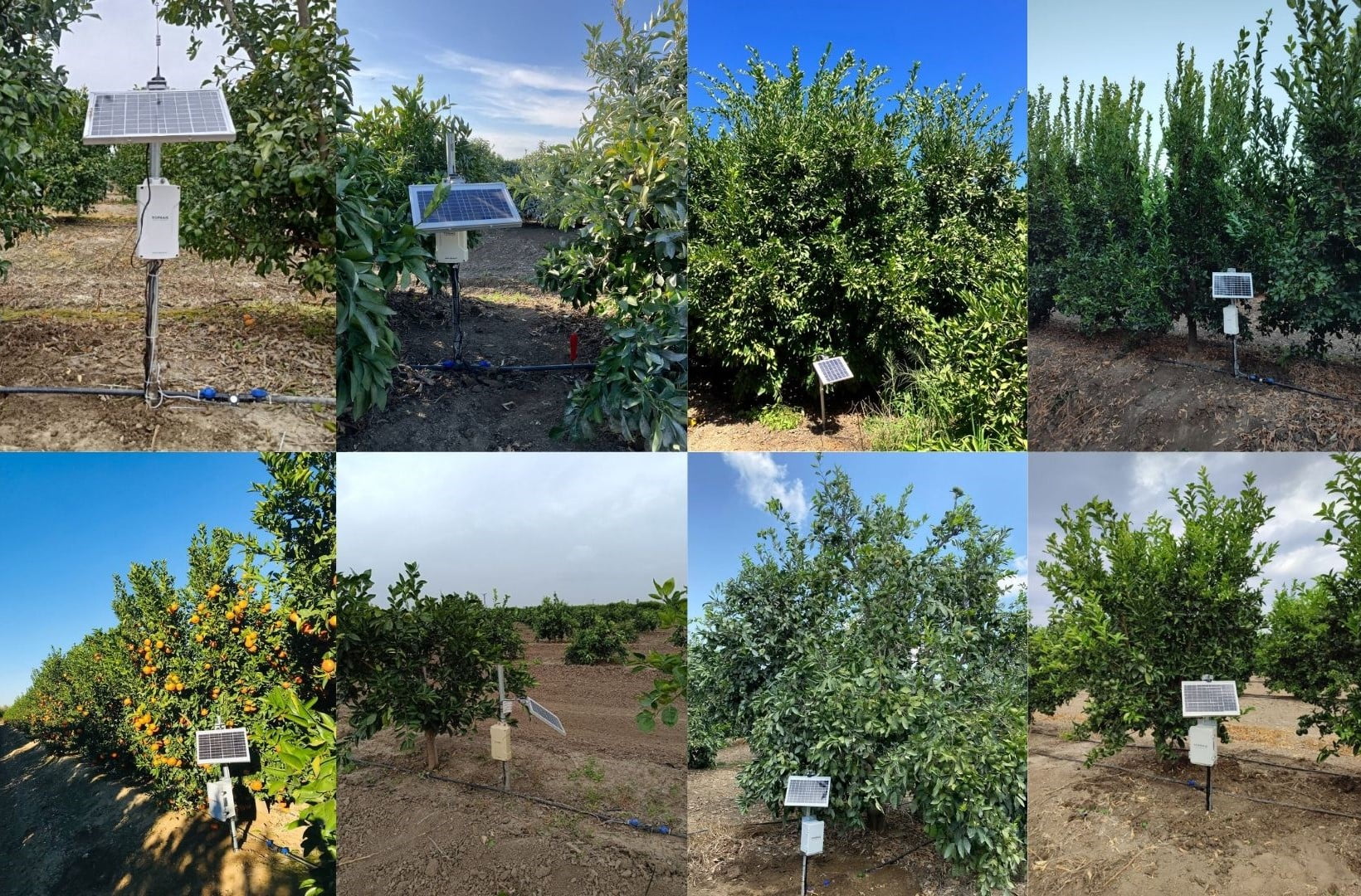 Impact of Nutritional Deficiency During Citrus Dormancy