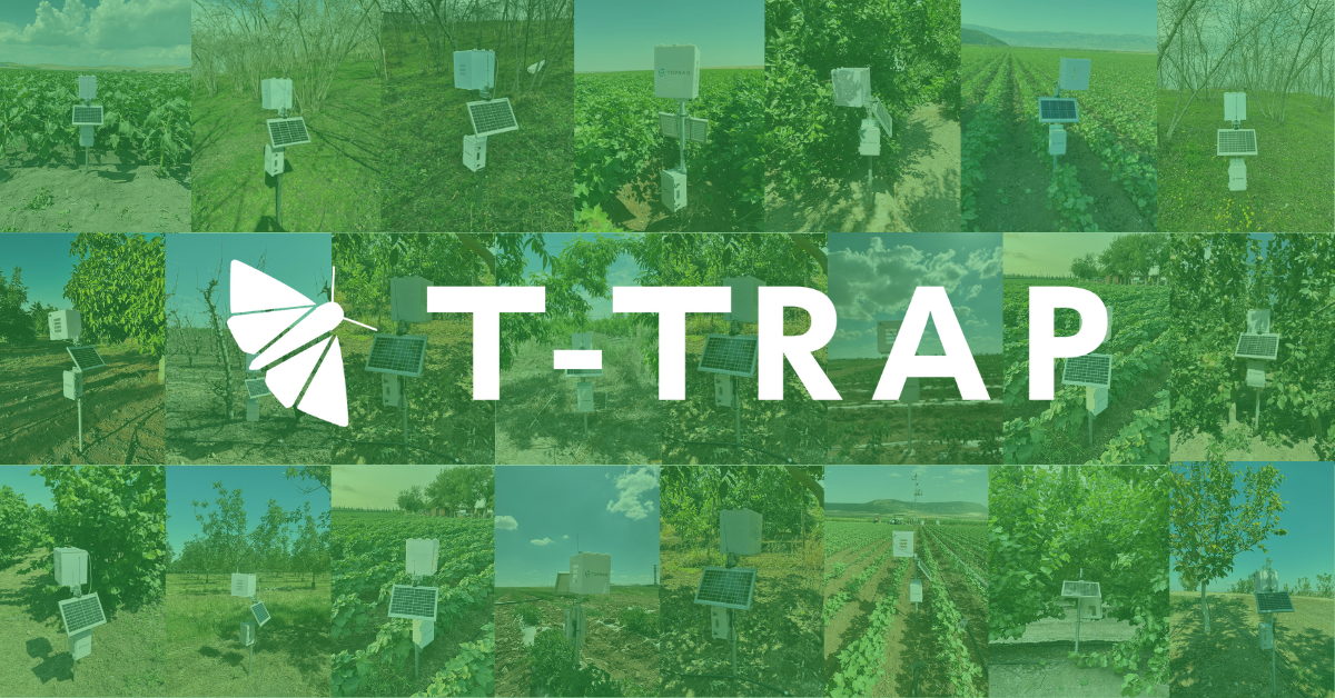 What is a Pheromone Trap? Buy a Pheromone Trap