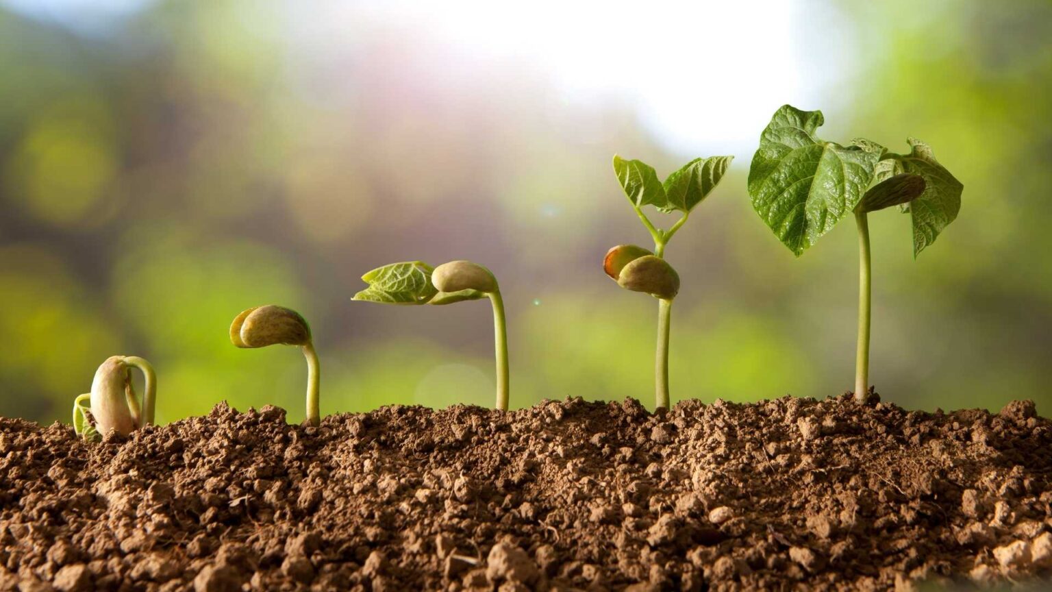 What is Phosphorus Fertilizer? Types, Uses, Application & Benefits ...